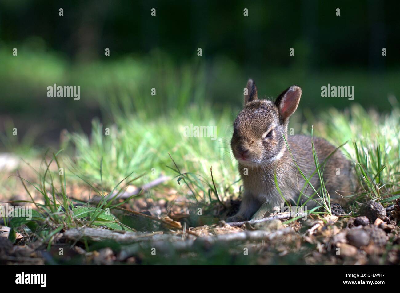Baby rabbit emerging from the bed for the first time Stock Photo - Alamy