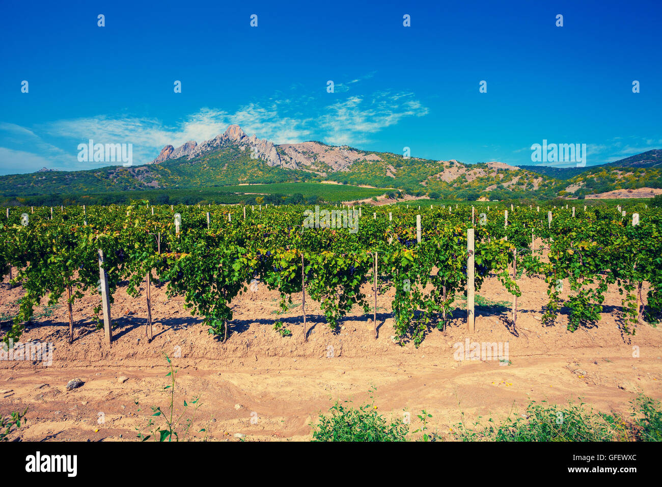 Vineyard valley against mountains and blue sky landscape Stock Photo ...