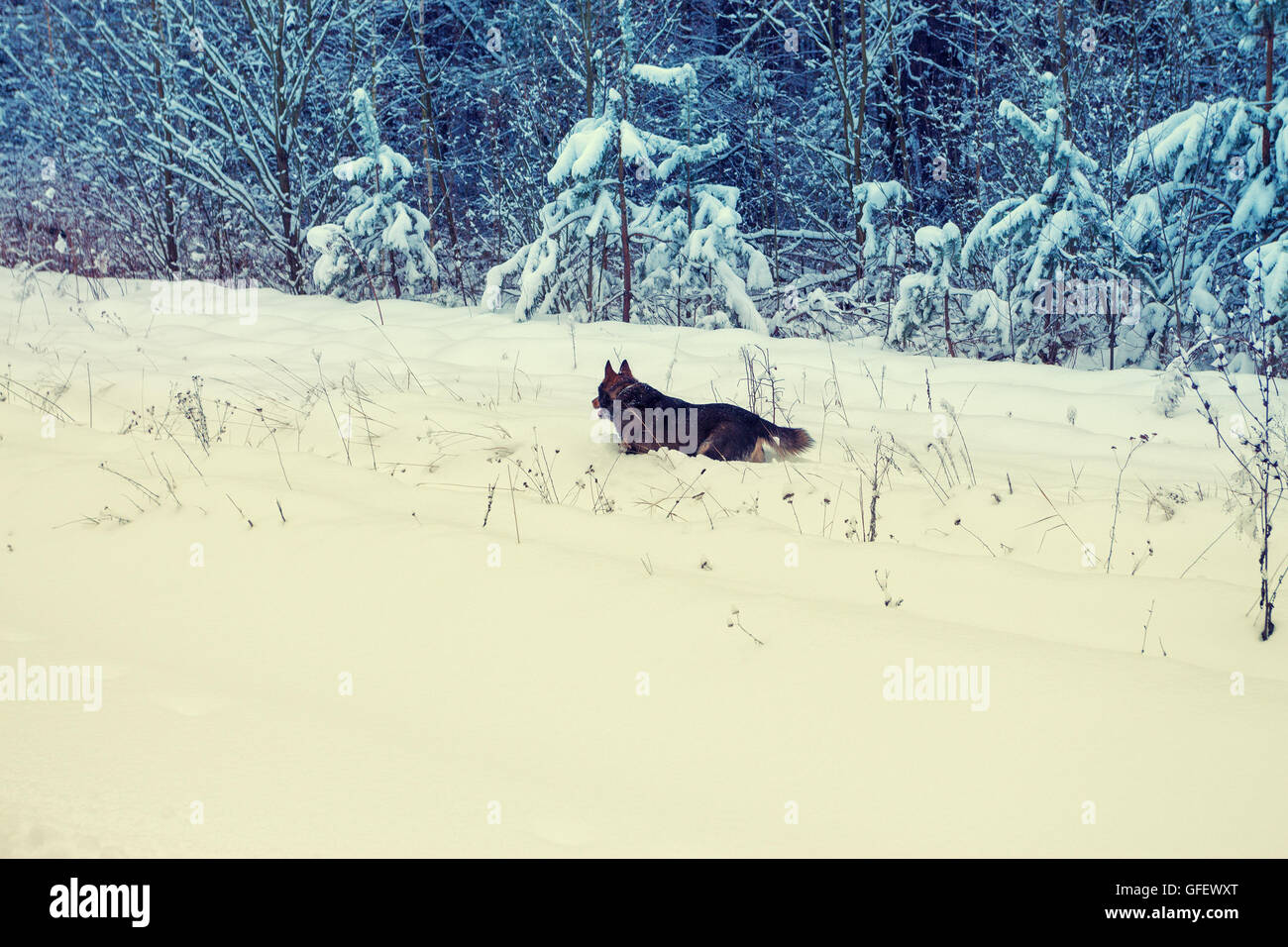 Dog running in deep snow at the forest edge Stock Photo - Alamy