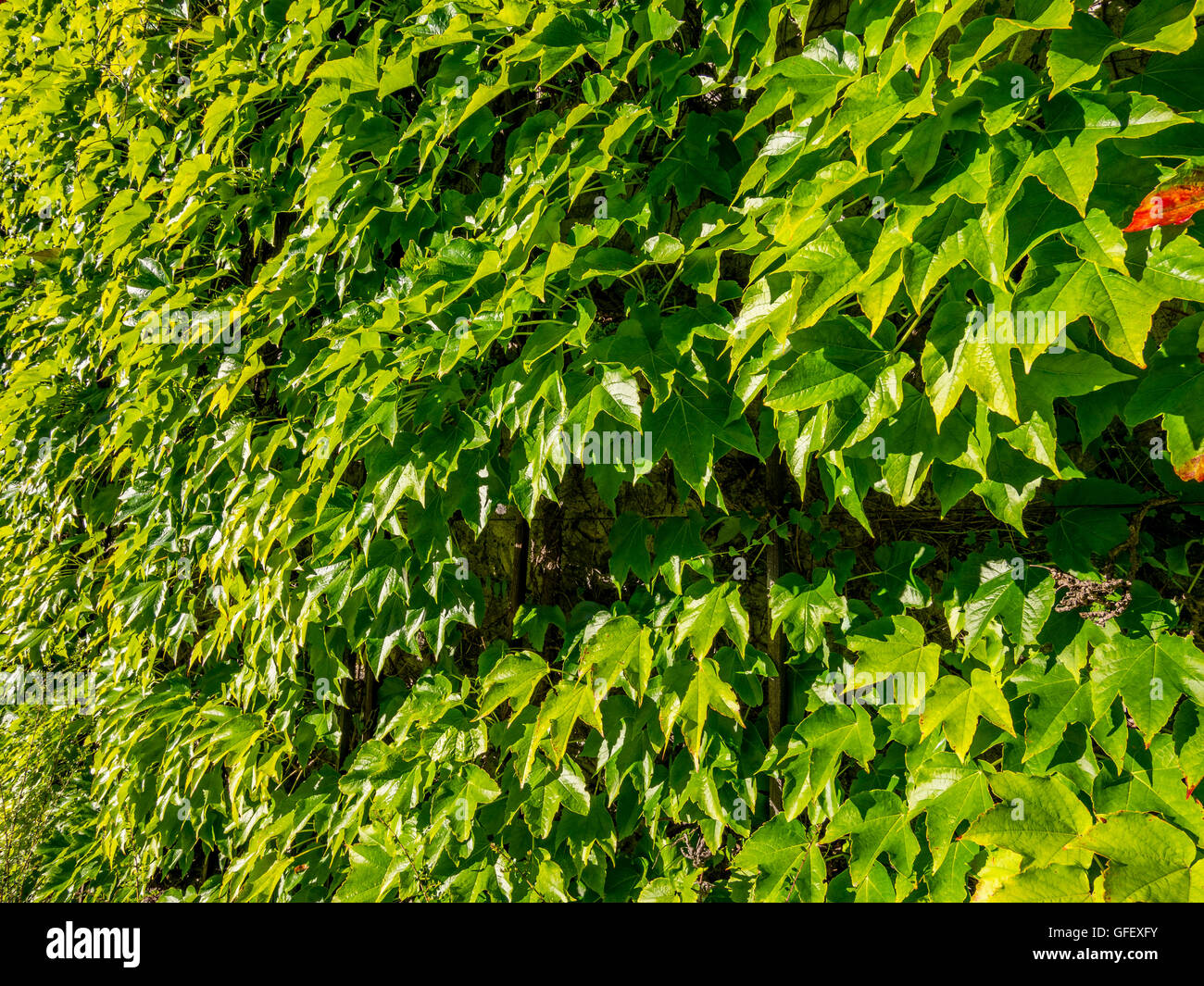 Wild Vine, Japanese creeper, Boston ivy (Parthenocissus tricuspidata ...