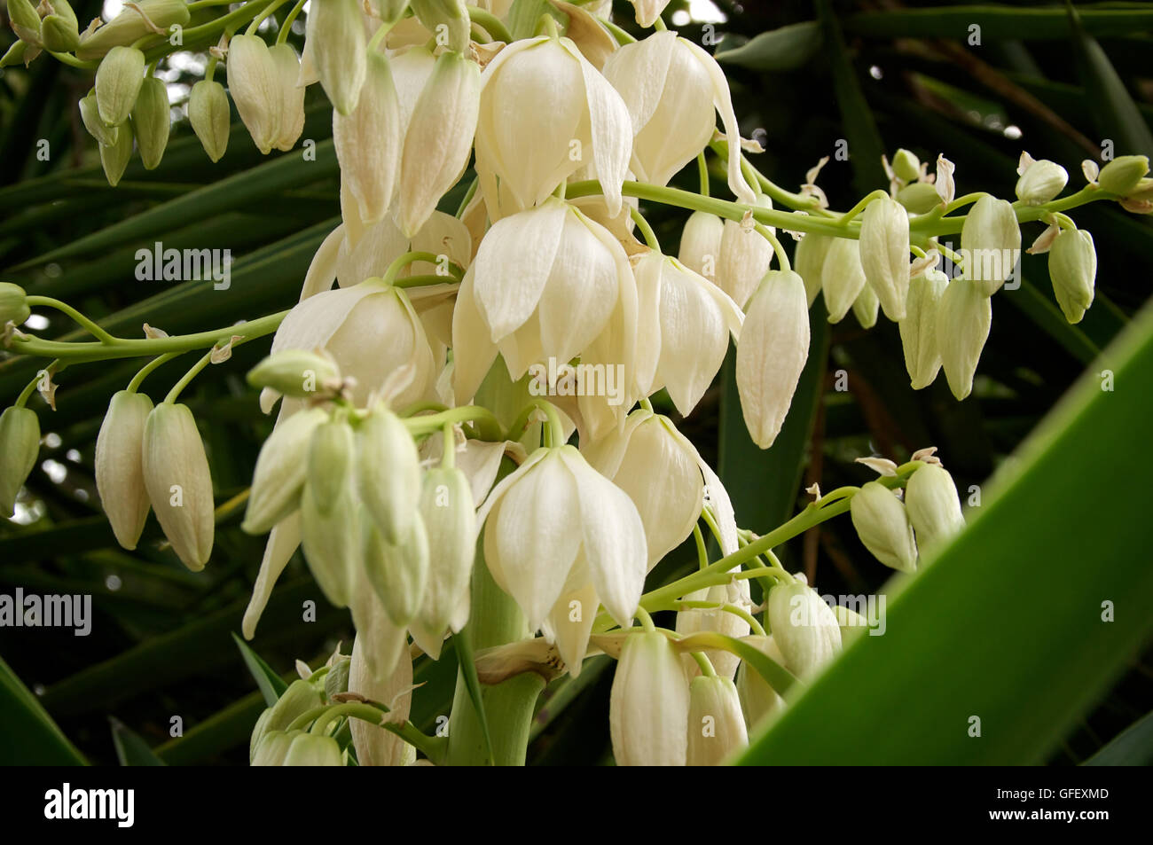 Sword like leaves hi-res stock photography and images - Alamy