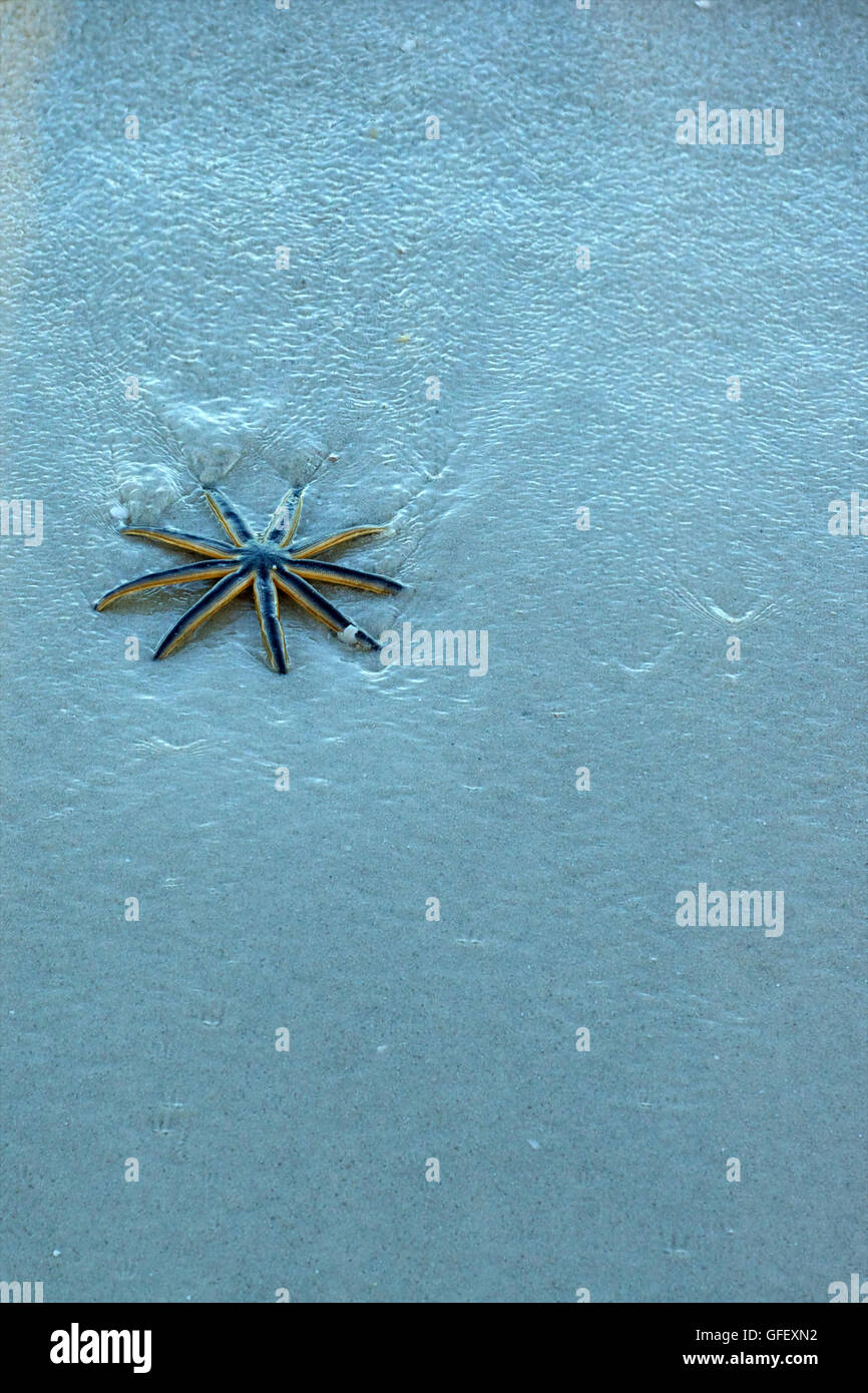 Nine legs hi-res stock photography and images - Alamy