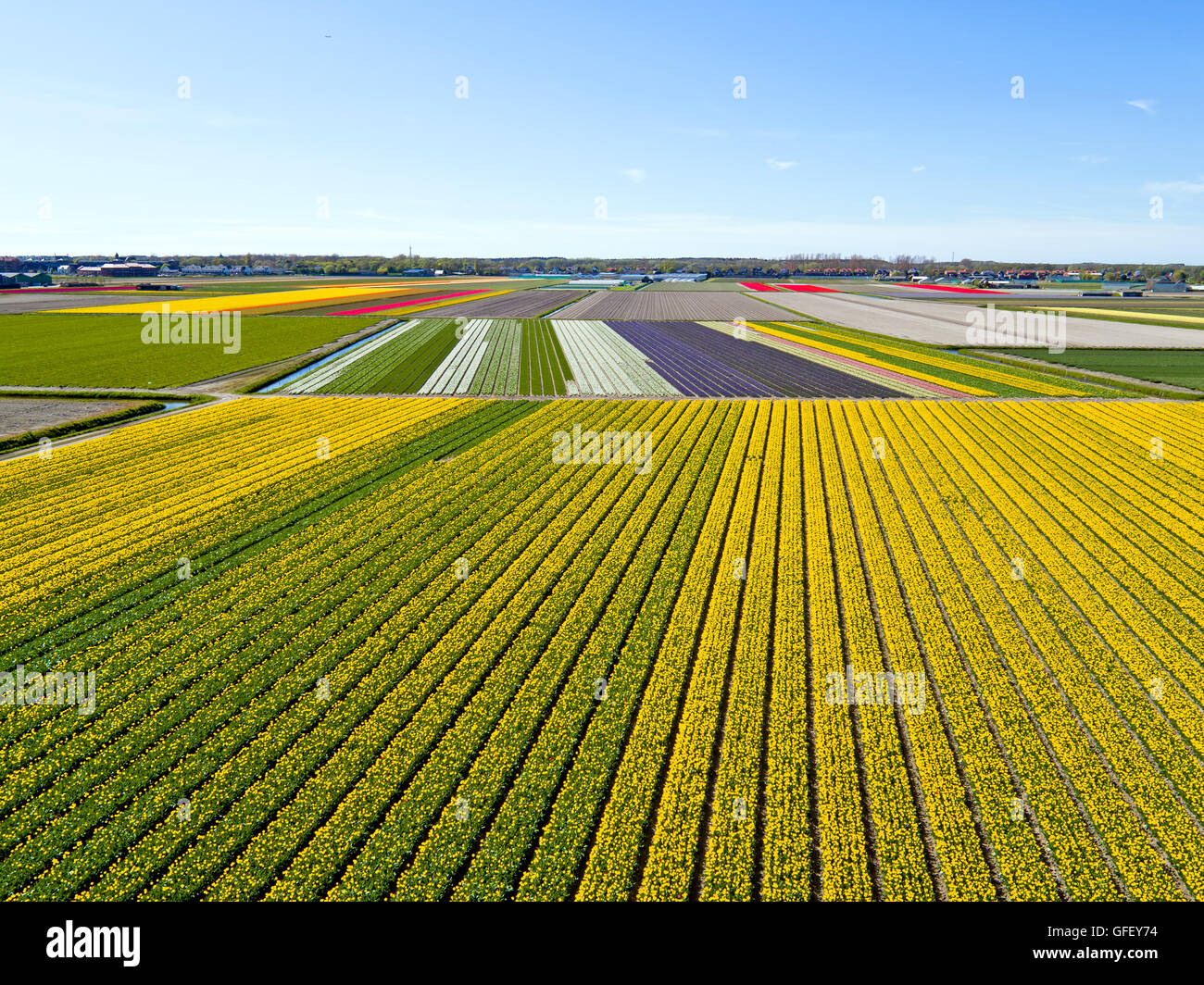 Tulip fields holland aerial hi-res stock photography and images - Alamy