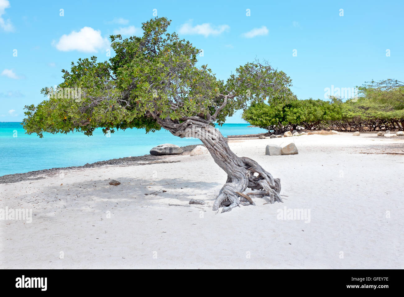 Divi divi tree on Aruba island in the Caribbean Sea Stock Photo - Alamy