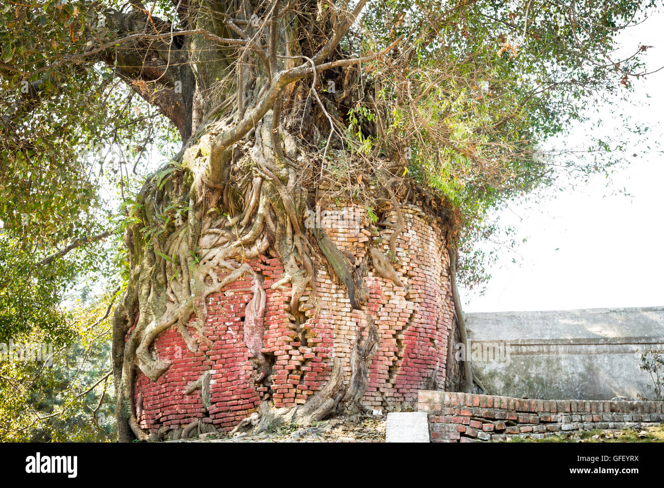 Himalayan tree growing from the wall of the bricks Stock Photo - Alamy