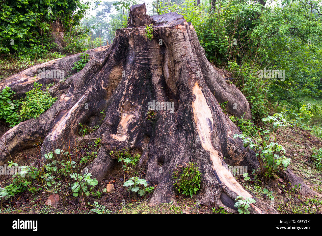 Old tree with roots in the forest of Nepal Stock Photo - Alamy