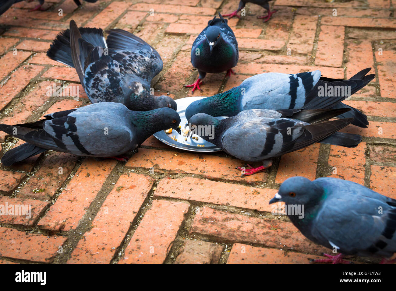 Himalayan Pigeons in the temple of Kathmandu,Nepal Stock Photo - Alamy