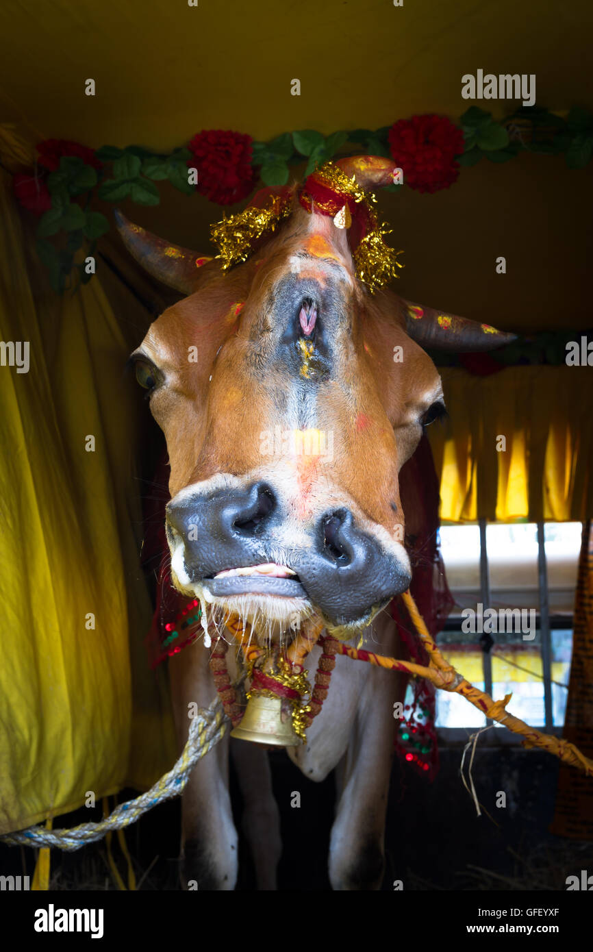 Unique cow with two mouths and three horns kept for worshiping in ...