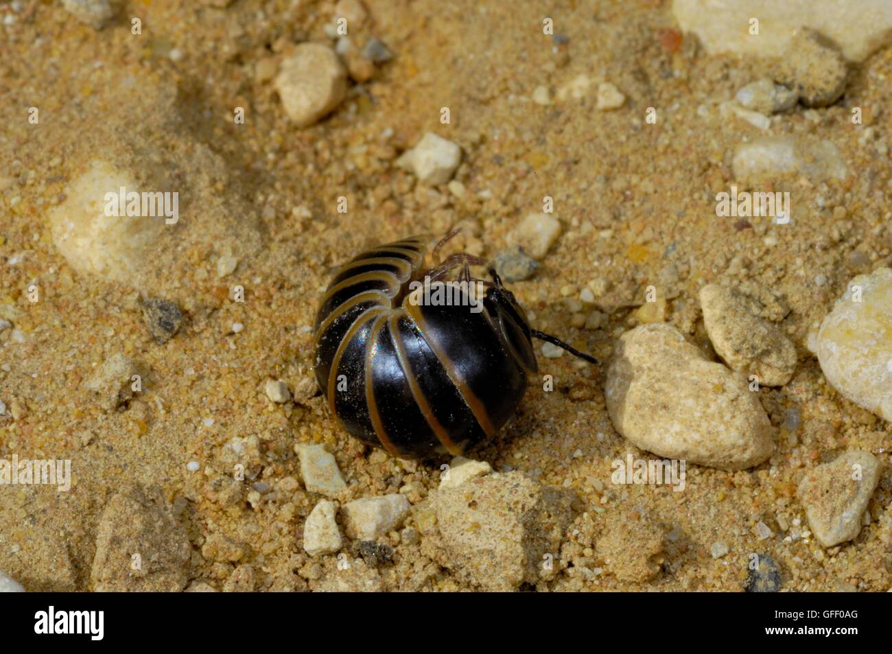 Pill Millipede - Pillbug (Glomeris marginata) rolled up into a ball - unrolling Provence ...