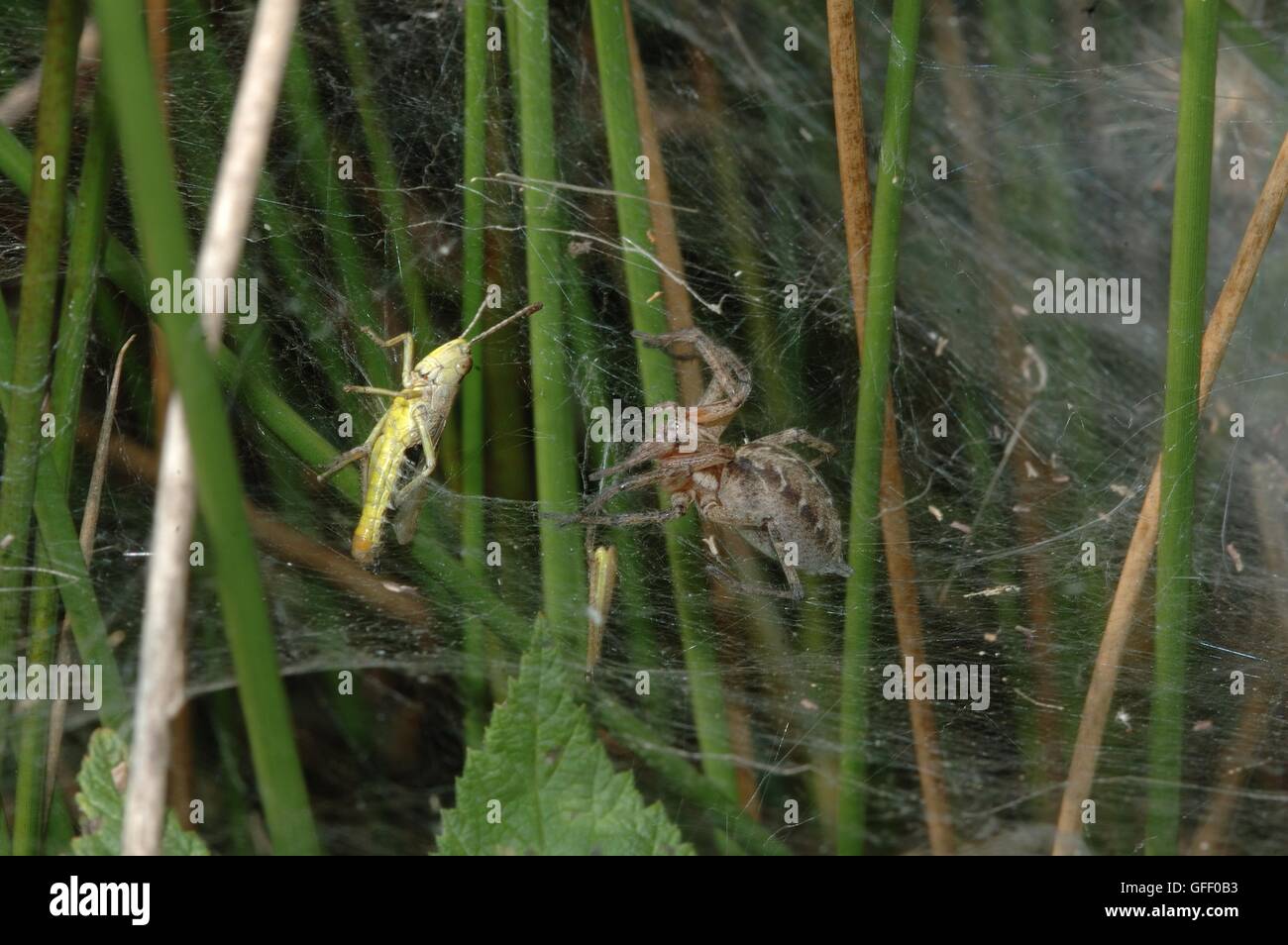 Labyrinth Spider Funnel Web Spider Agelena Labyrinthica In Web With Prey In Summer Stock