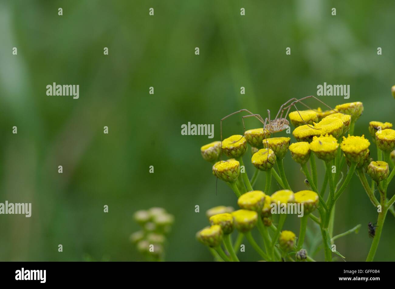 Harvestman Opiliones Sp High Resolution Stock Photography and Images ...