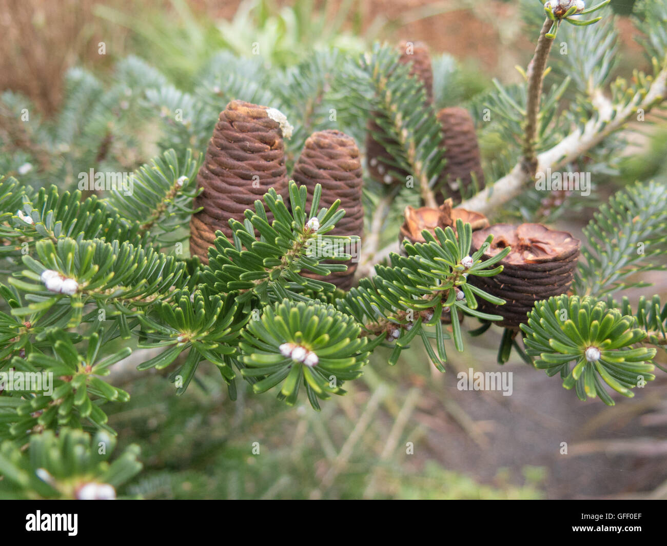 Korean fir hi-res stock photography and images - Alamy