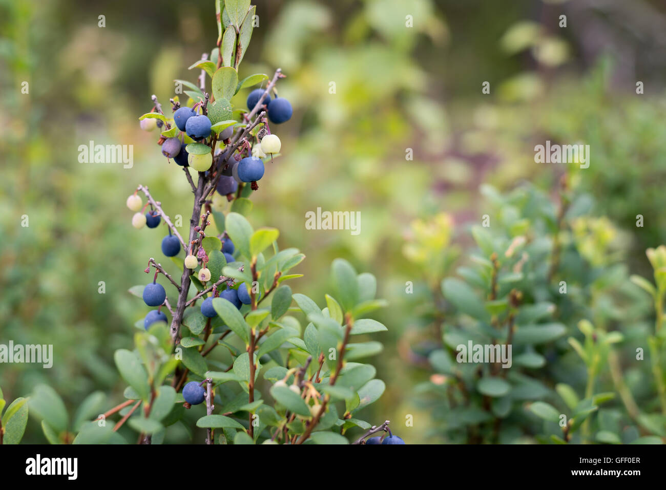 Raw blueberries hi-res stock photography and images - Alamy