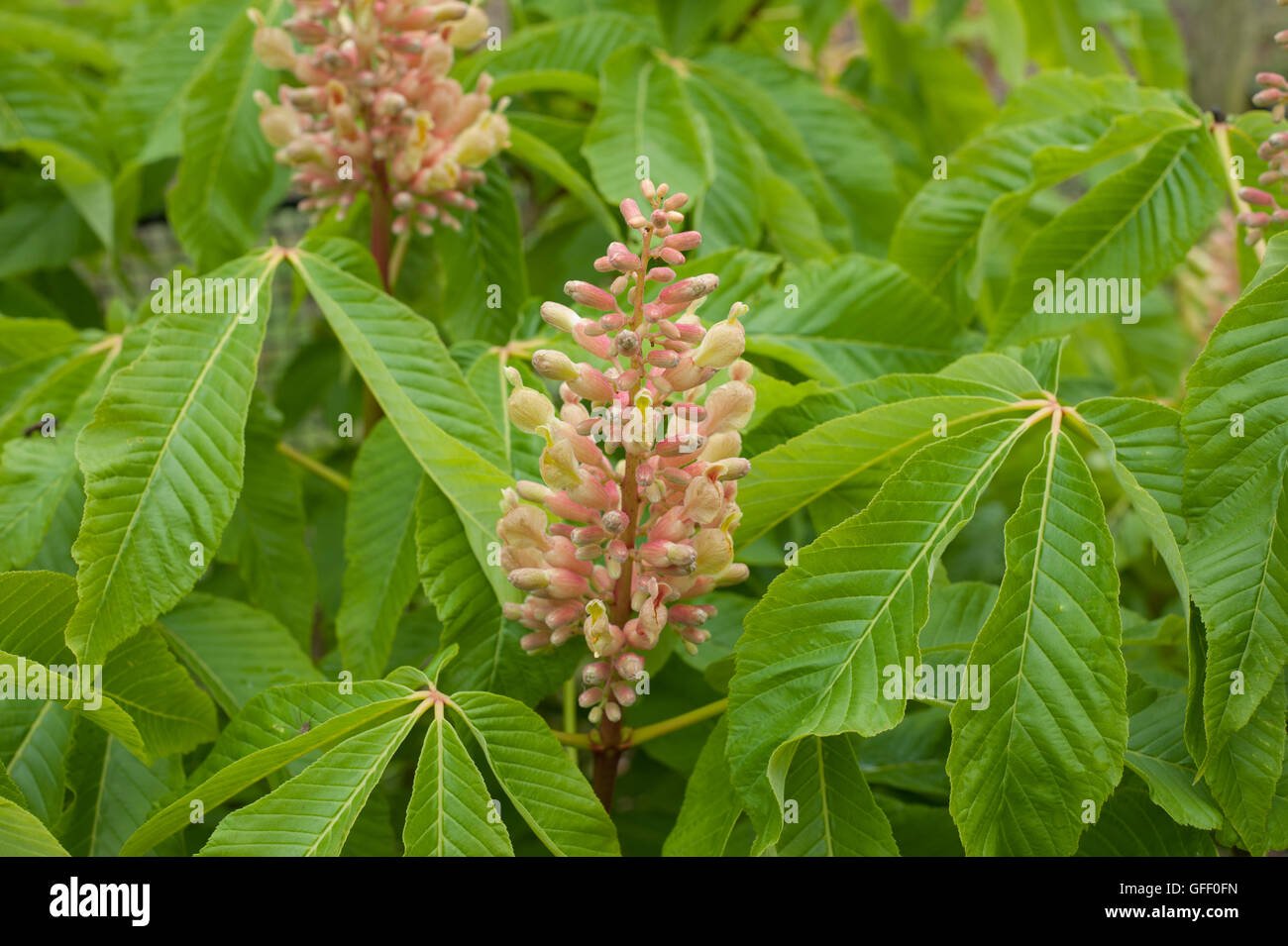 Aesculus pavia (Red Buckeye) in the Arboretum at Rosemoor in Devon ...