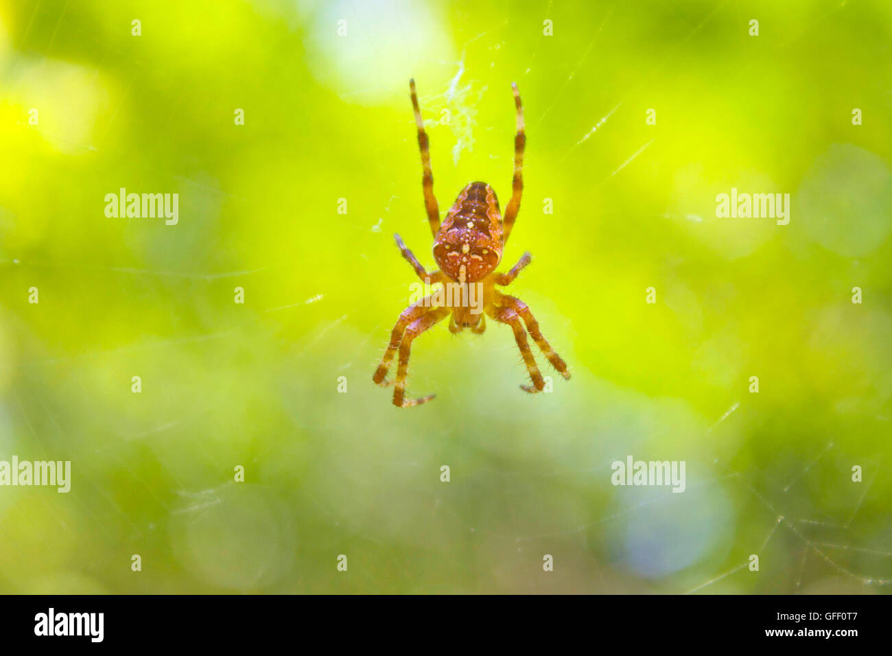 Spider and insect hi-res stock photography and images - Alamy