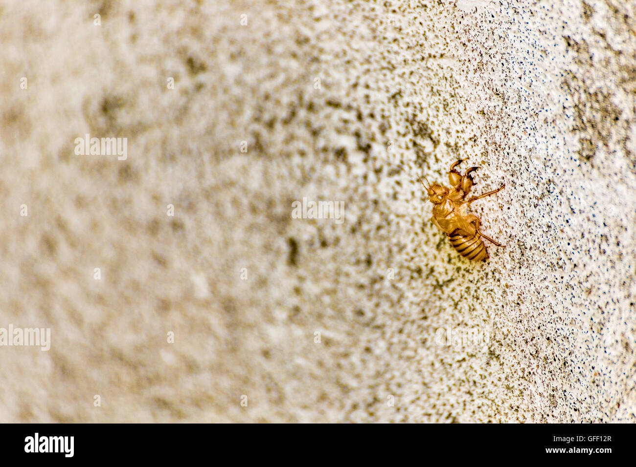 Empty exoskeleton hi-res stock photography and images - Alamy