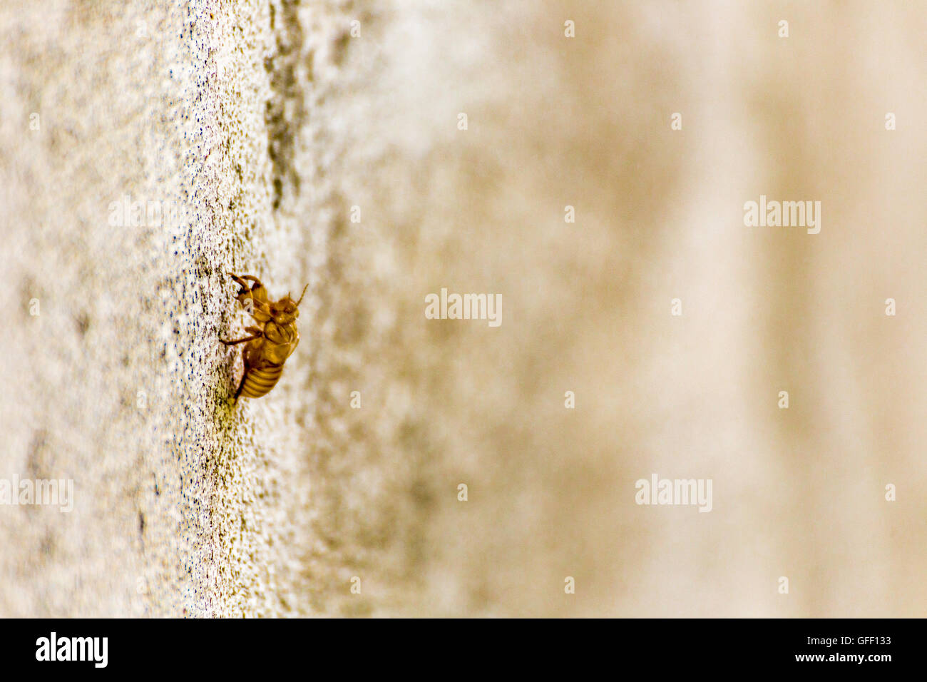 empty exoskeleton of bee still on grunge wall Stock Photo - Alamy