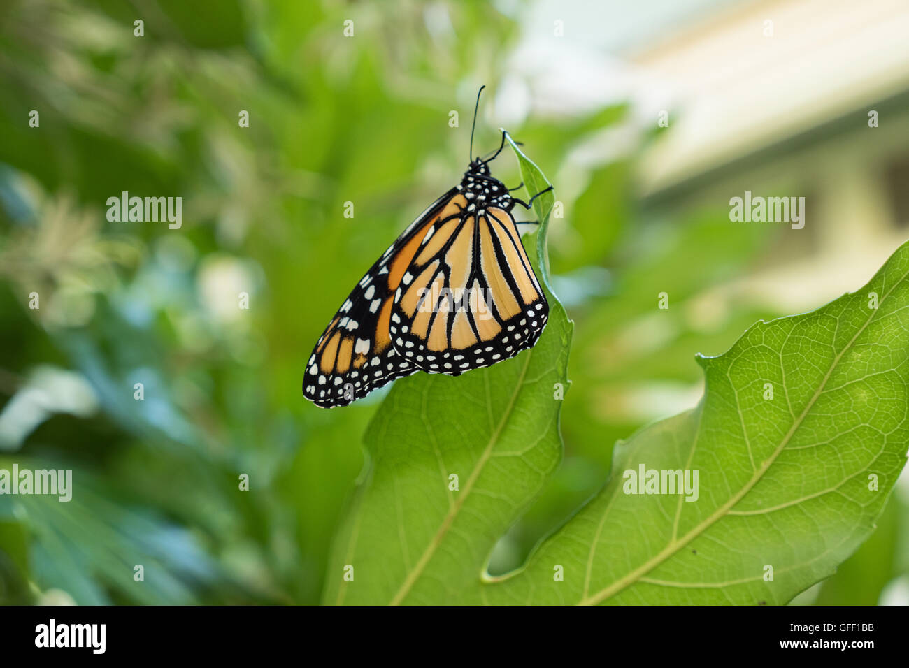 Monarch Butterfly, Danaus plexippus Stock Photo - Alamy