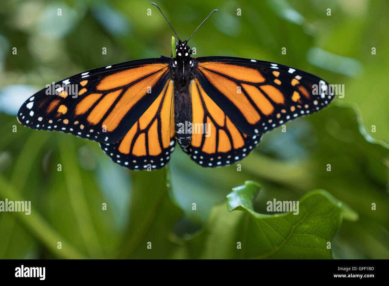 Monarch Butterfly, Danaus plexippus Stock Photo - Alamy
