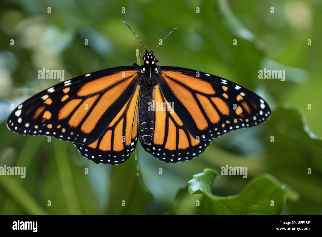 Monarch Butterfly, Danaus plexippus Stock Photo - Alamy