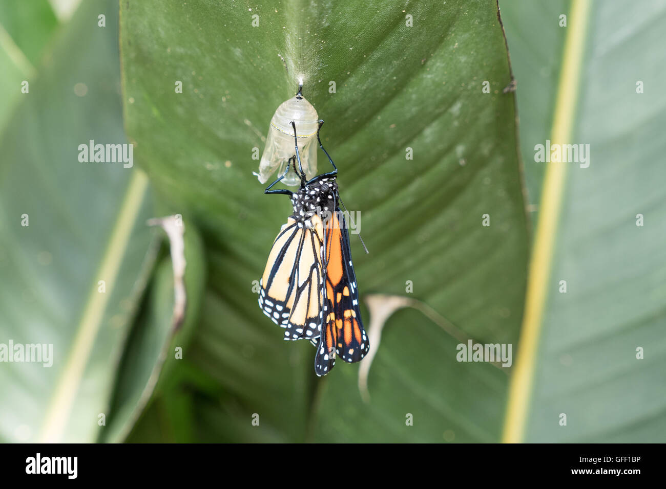 Monarch Butterfly, Danaus plexippus on a Milkweed plant, recently ...