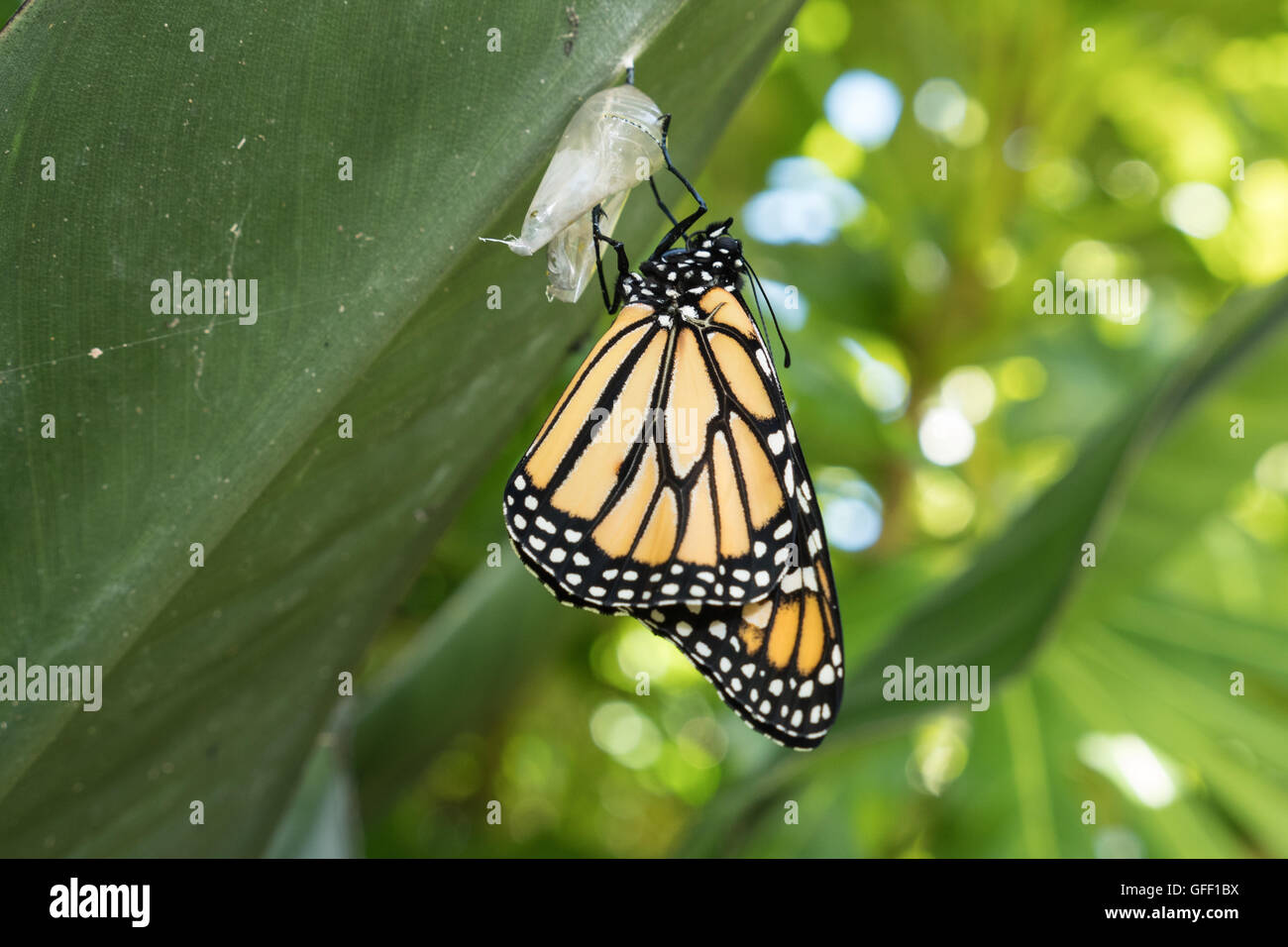 Monarch Butterfly, Danaus plexippus on a Milkweed plant, recently ...