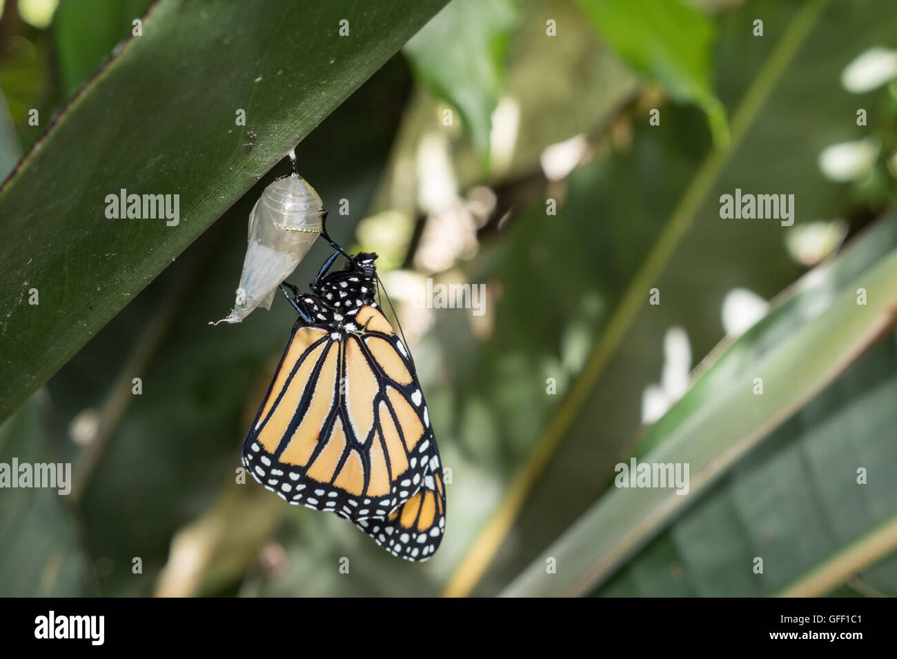 Monarch Butterfly, Danaus plexippus on a Milkweed plant, recently ...