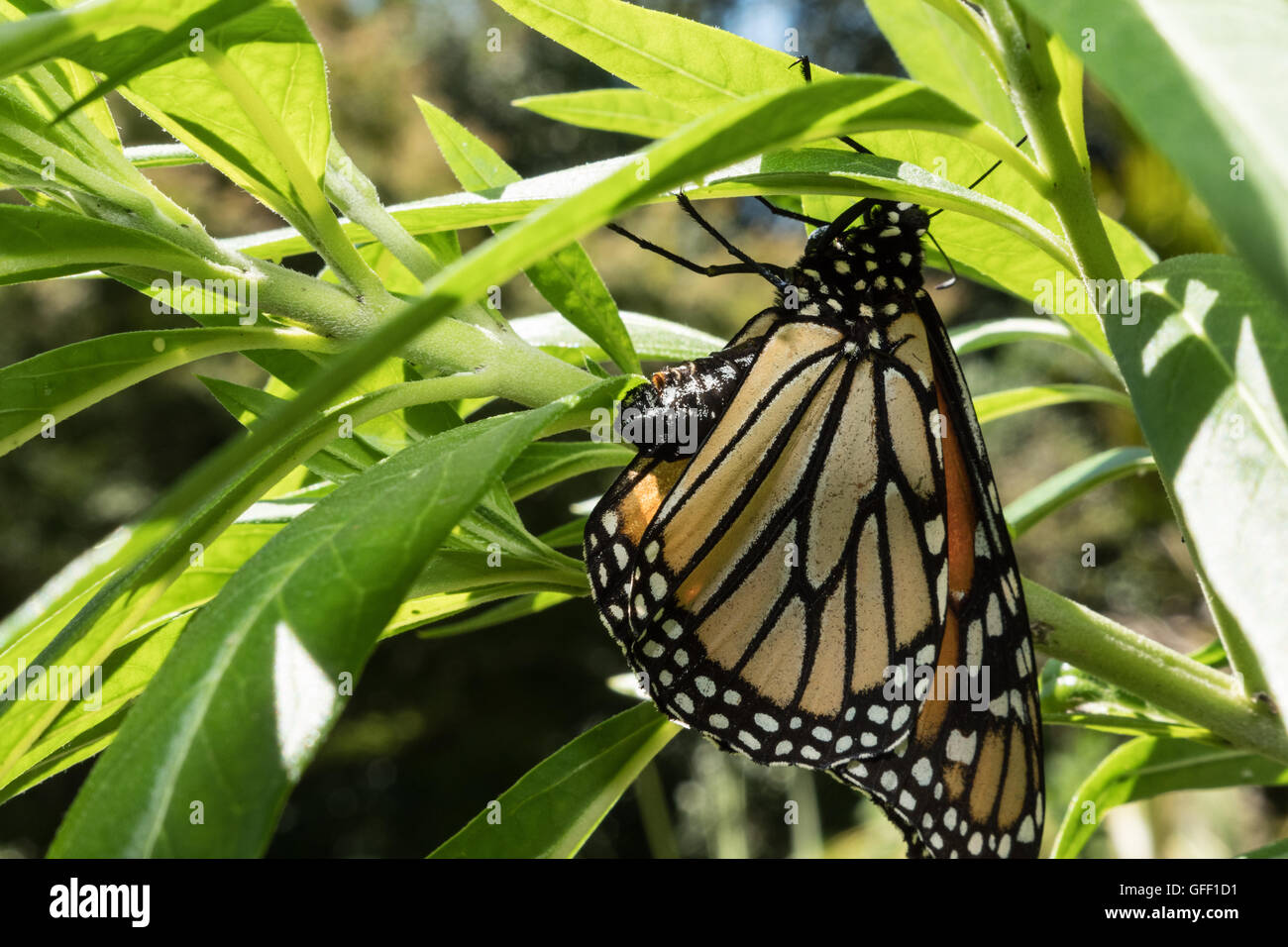 Monarch Butterfly, Danaus plexippus on a Milkweed plant Stock Photo - Alamy