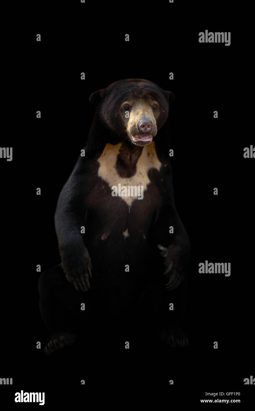 malayan sun bear in dark background, lowkey Stock Photo - Alamy