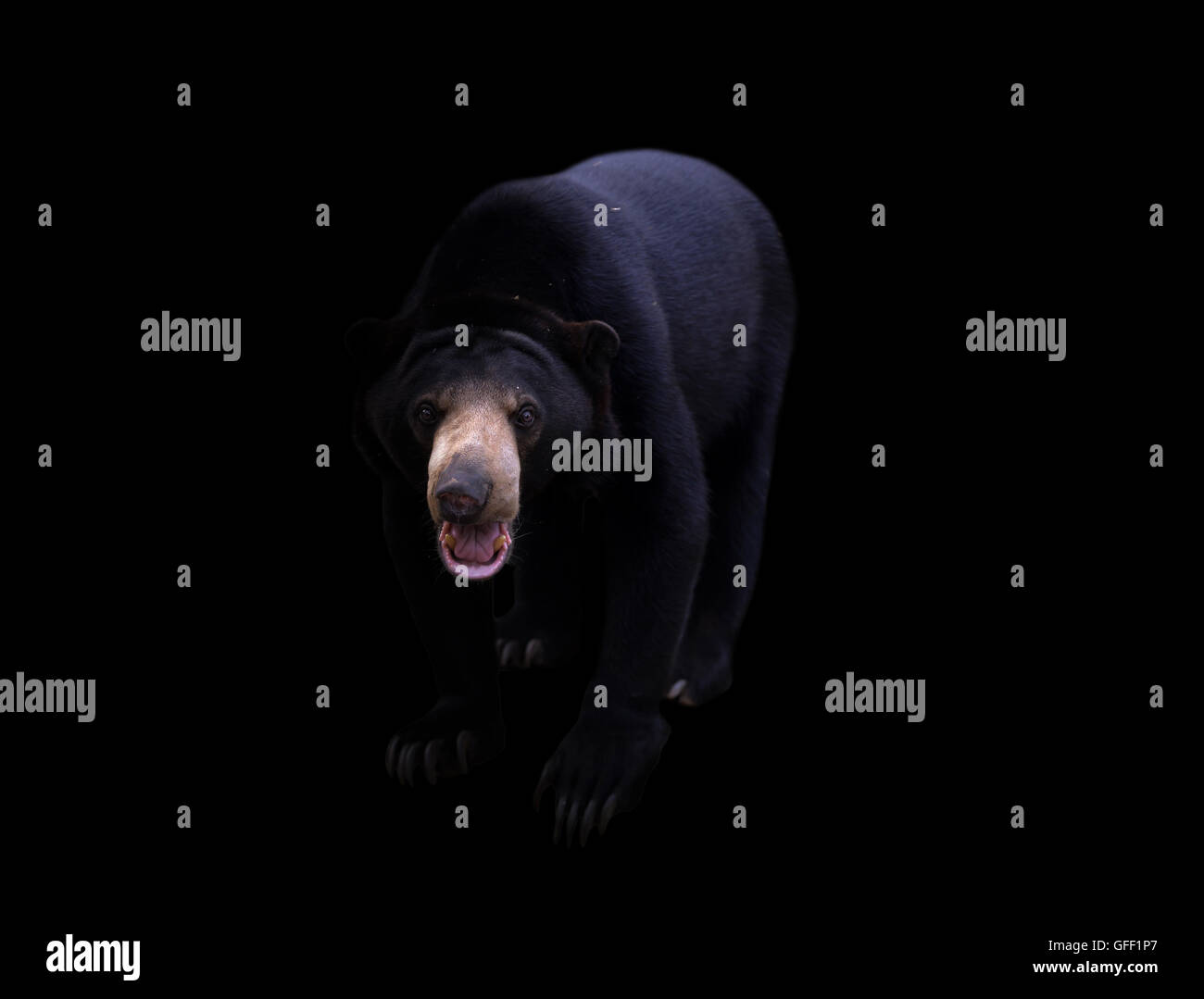 malayan sun bear in dark background, lowkey Stock Photo - Alamy