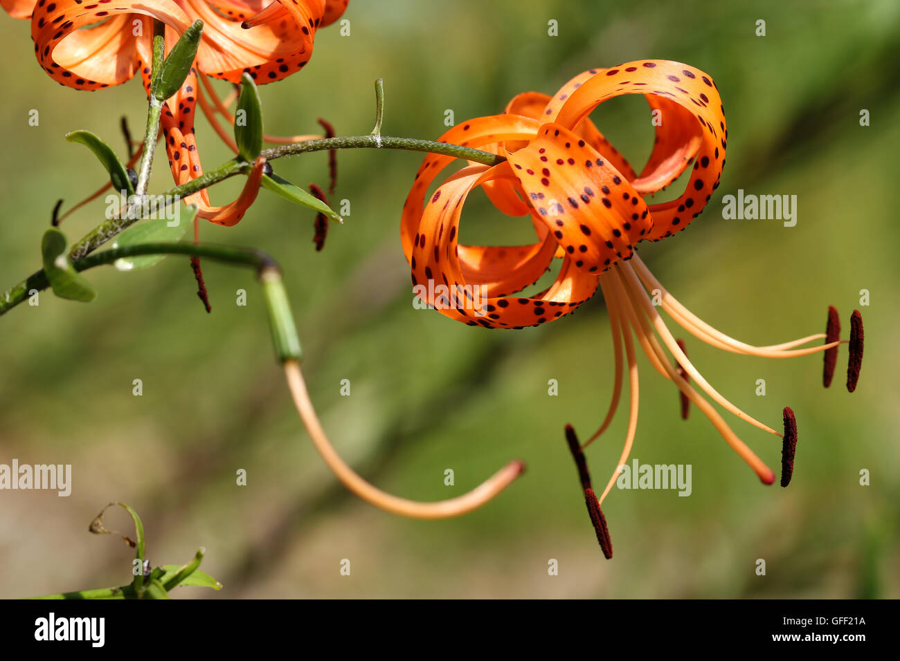 Tiger lilies flowers hi-res stock photography and images - Alamy