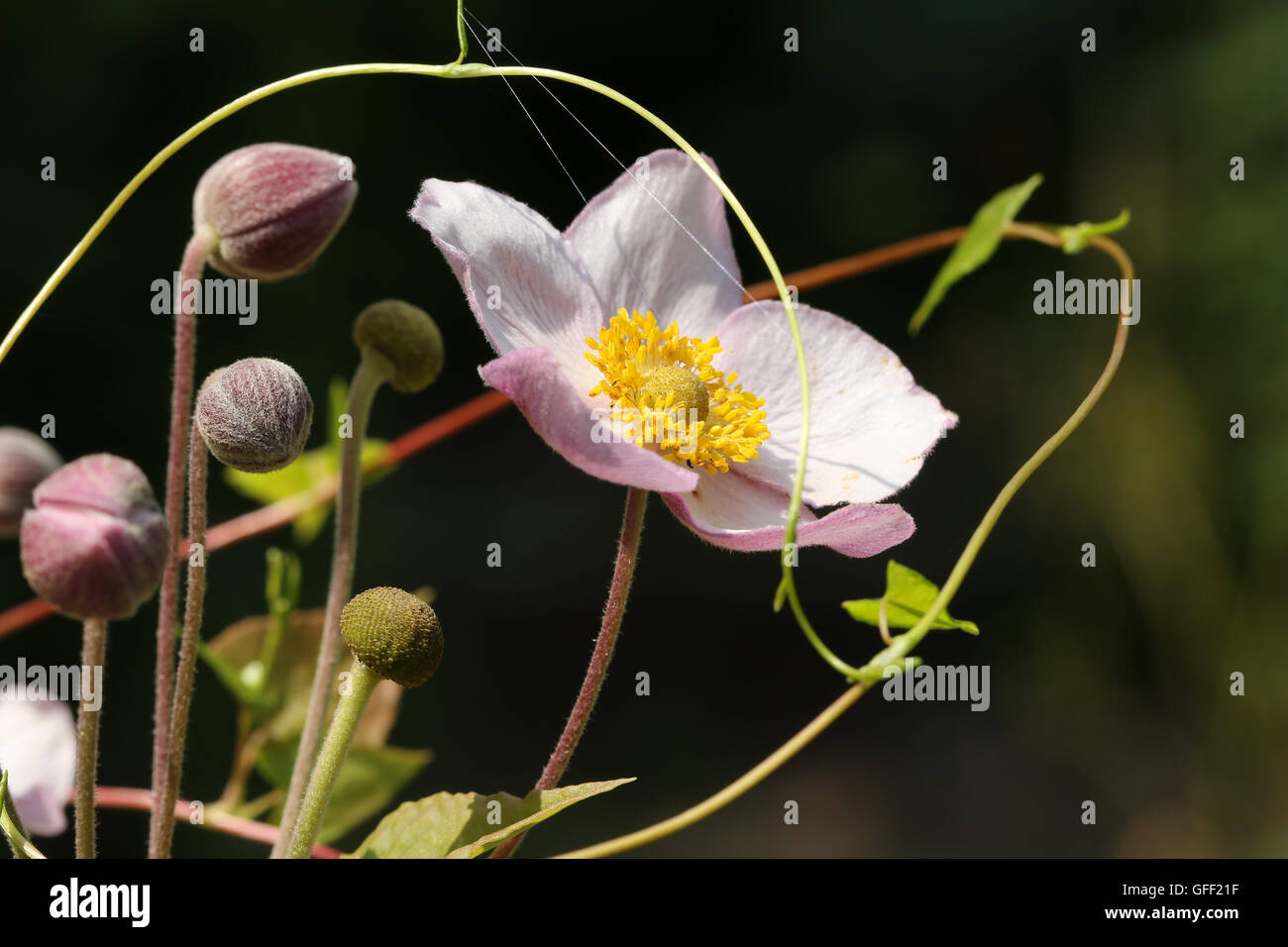 Japanese anemone flower hi-res stock photography and images - Alamy
