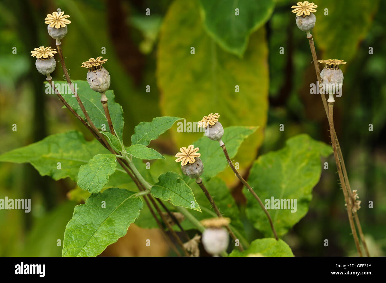 Poppy leaves hi-res stock photography and images - Alamy