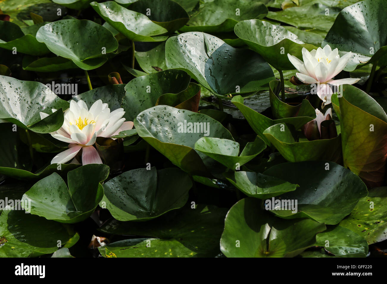 Pale of water hi-res stock photography and images - Alamy