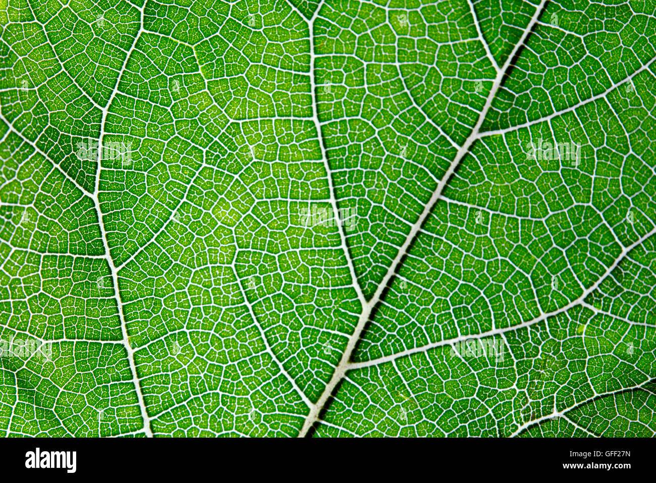 Leaf texture abstract background with closeup view on veins Stock Photo ...