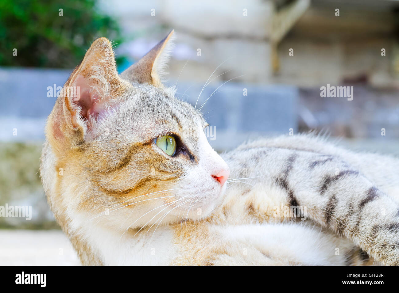 Cat looking for something close up Stock Photo - Alamy