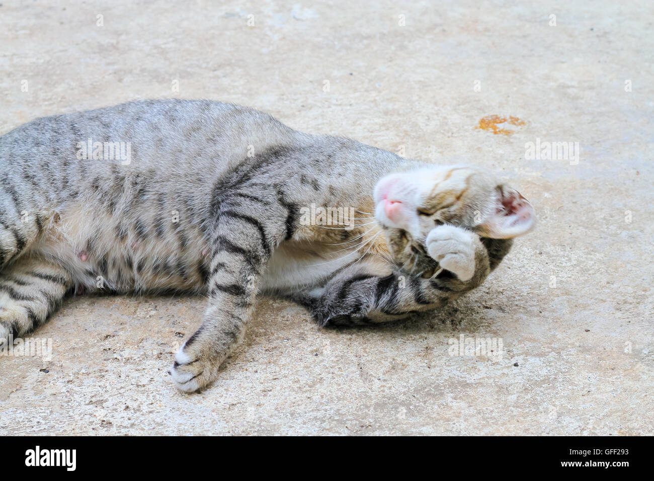 Upset cat face hi-res stock photography and images - Alamy