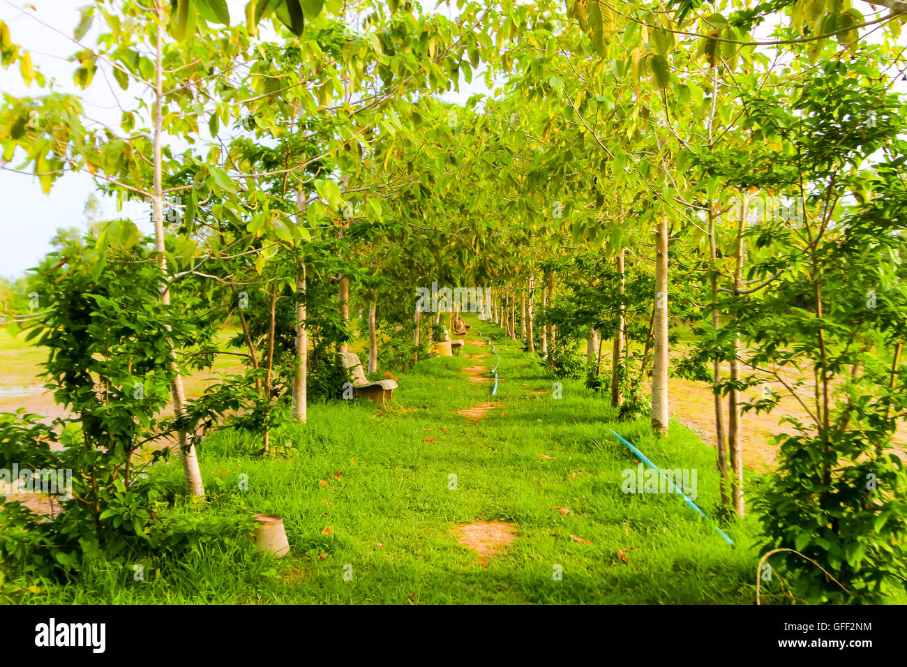 cultivation of decorative trees Stock Photo - Alamy