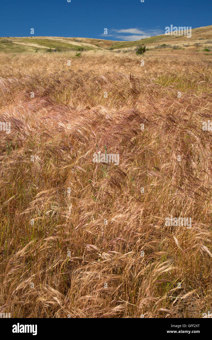 Coastal grassland along Headlands Trail, Harmony Headlands State Park ...