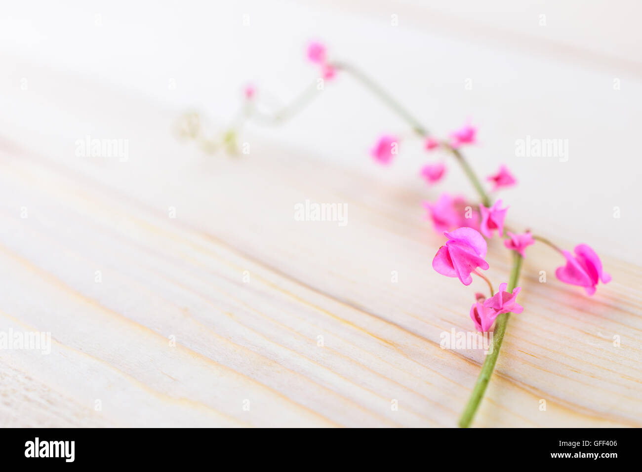 Pink plank hi-res stock photography and images - Alamy