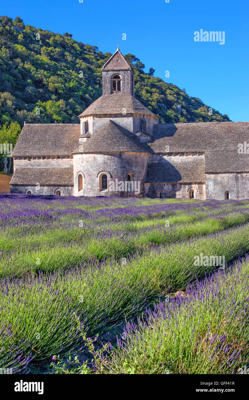 Senanque abbey in Provence, France Stock Photo - Alamy