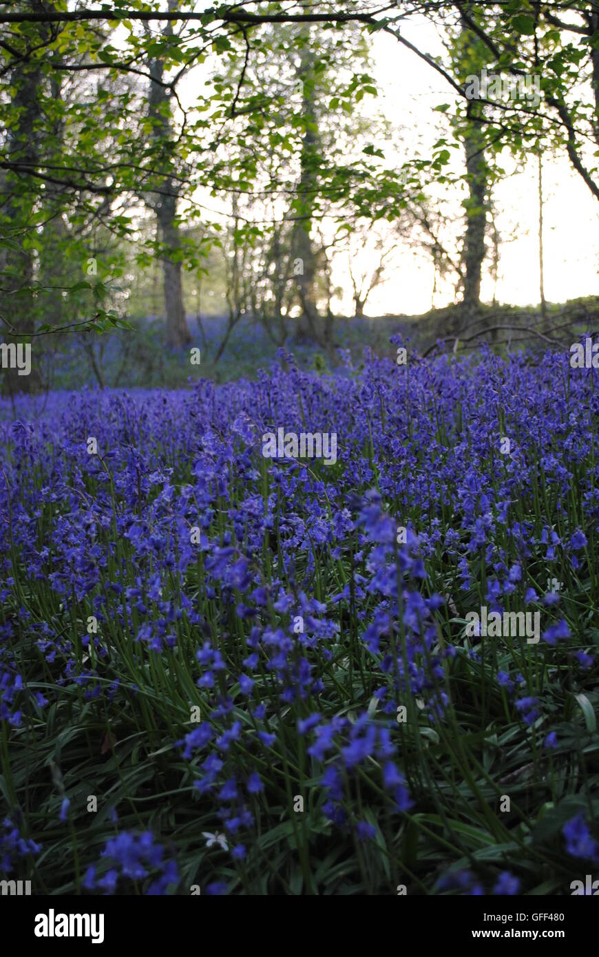 Bluebell wood at twilight, Durham, England Stock Photo - Alamy