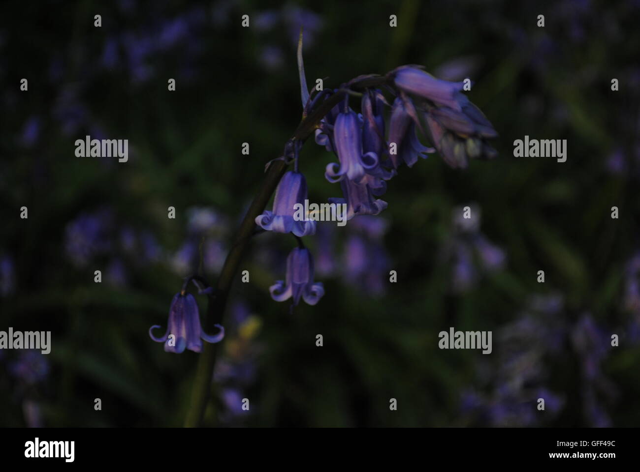 Bluebells At Golden Hour High Resolution Stock Photography and Images ...