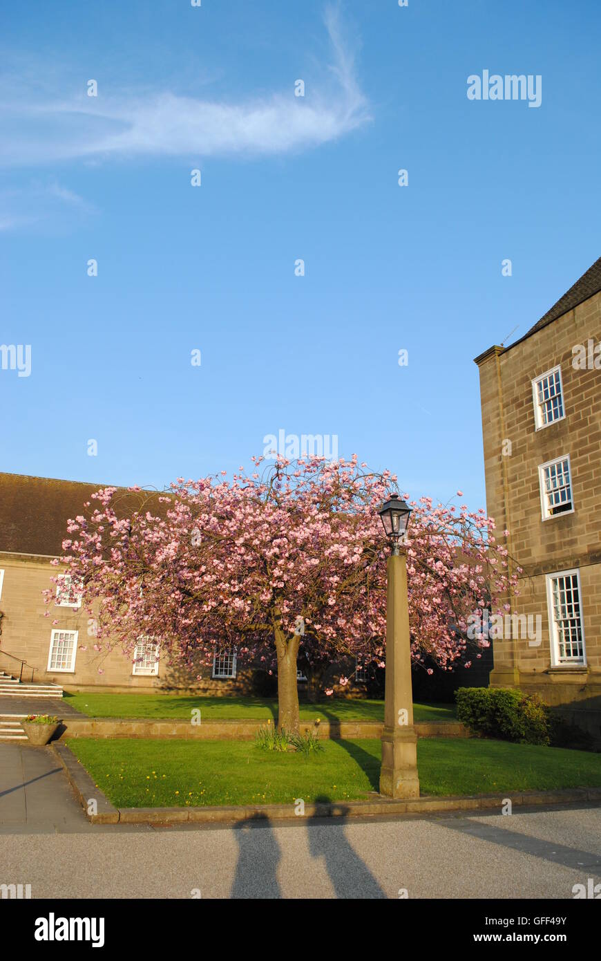 Cherry blossom, Durham, England Stock Photo - Alamy