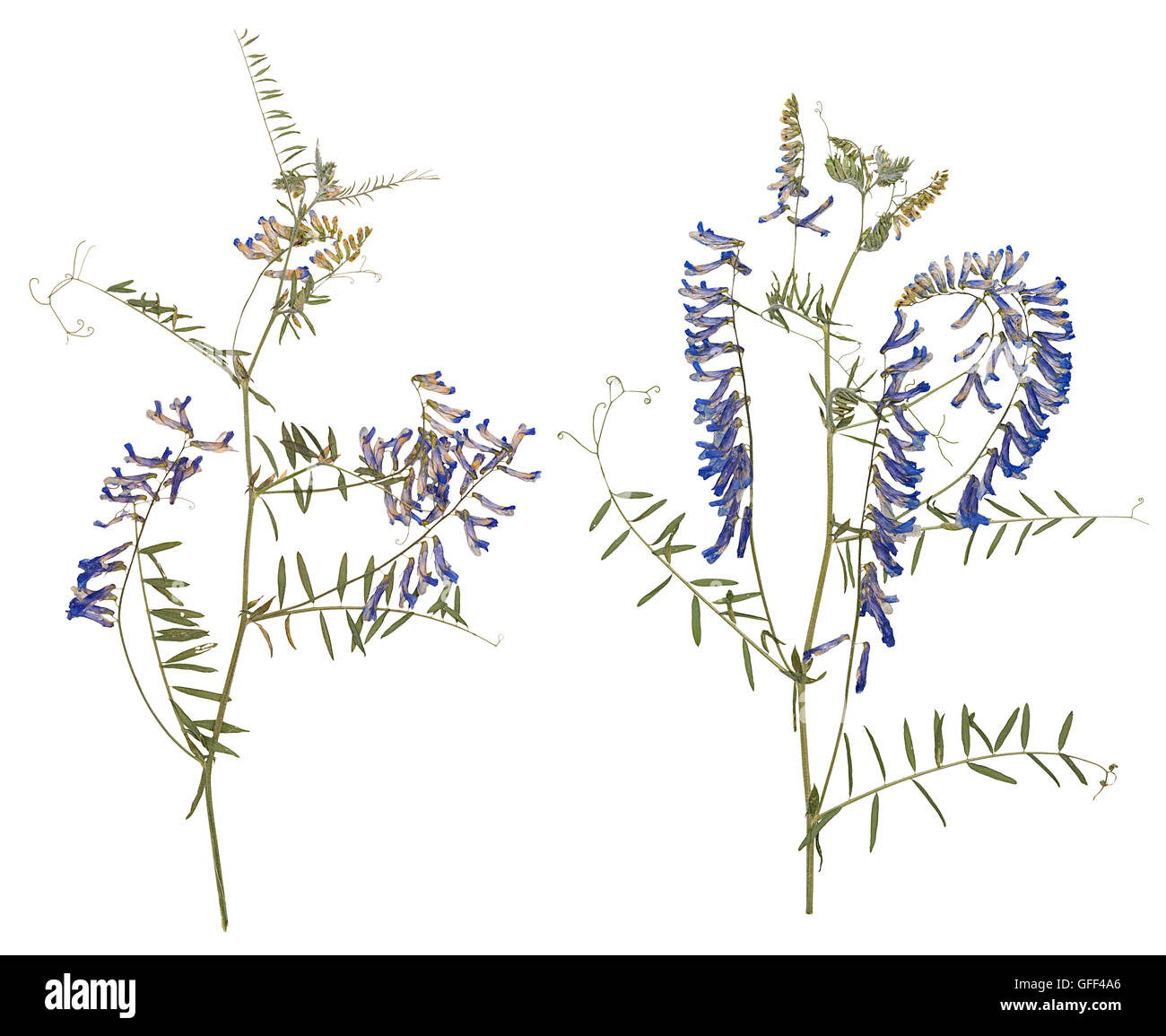 Set of wild dry pressed flowers and leaves, isolated Stock Photo - Alamy