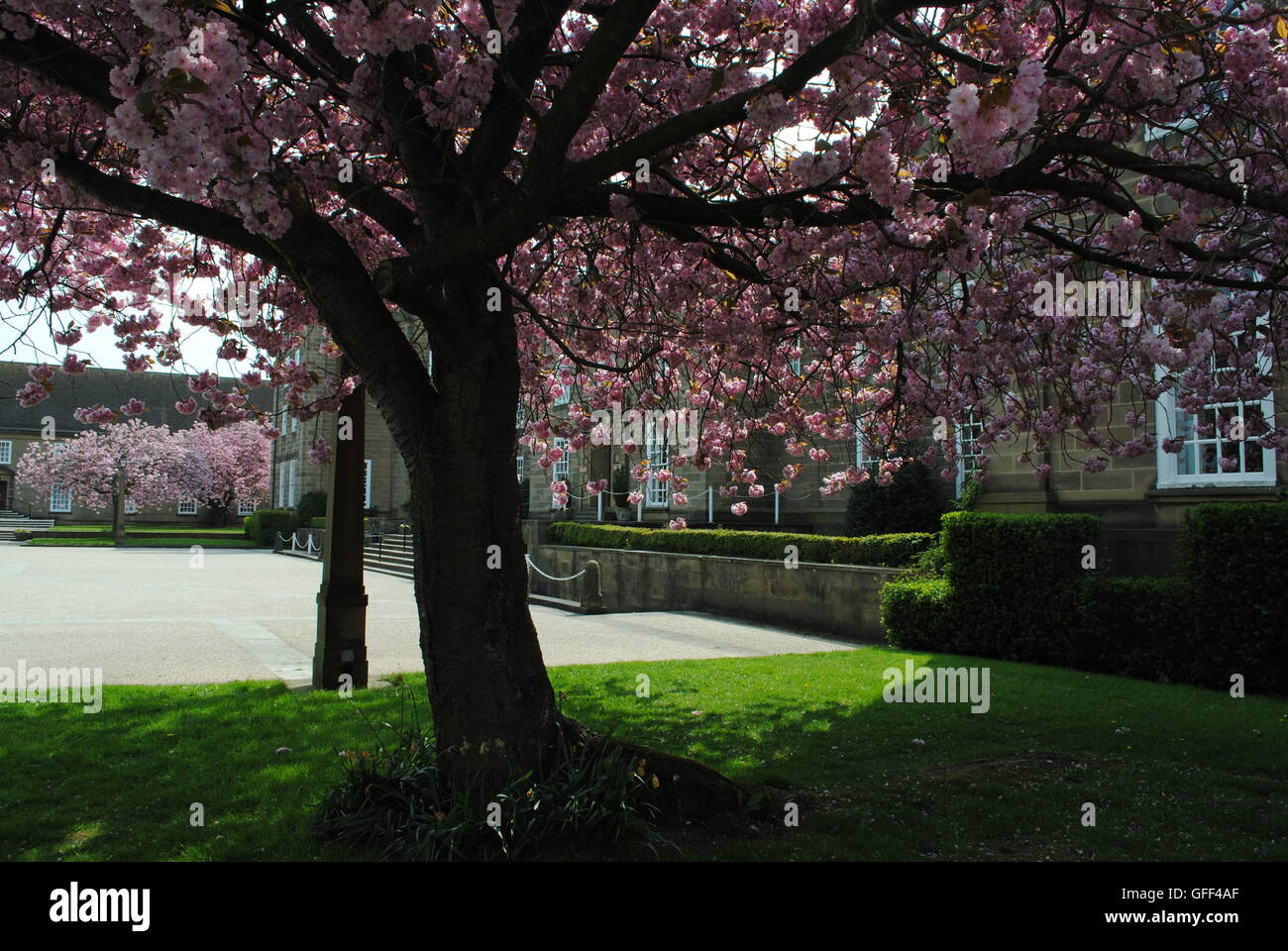 Cherry blossom, Durham, England Stock Photo - Alamy