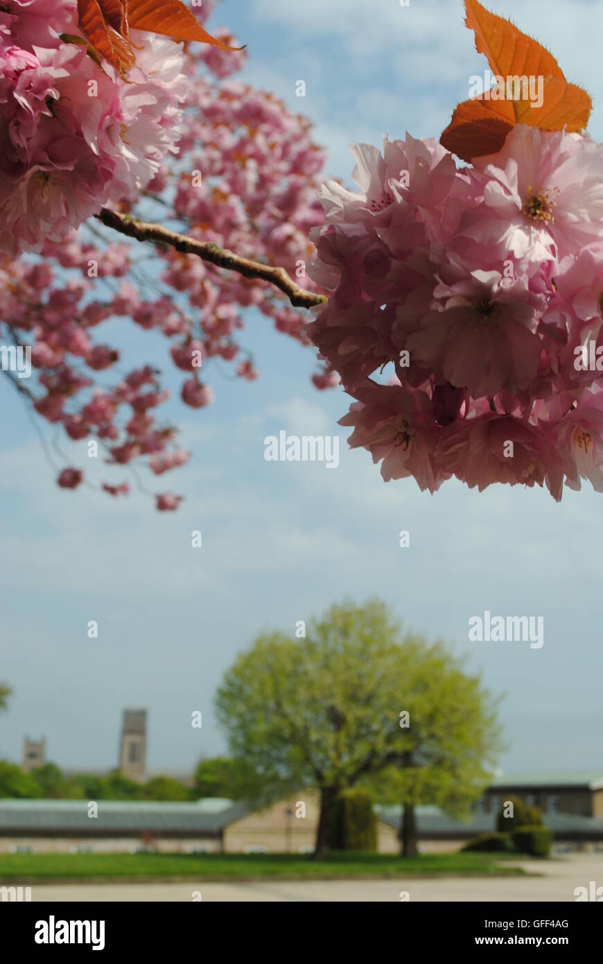 Cherry blossom, Durham, England Stock Photo - Alamy