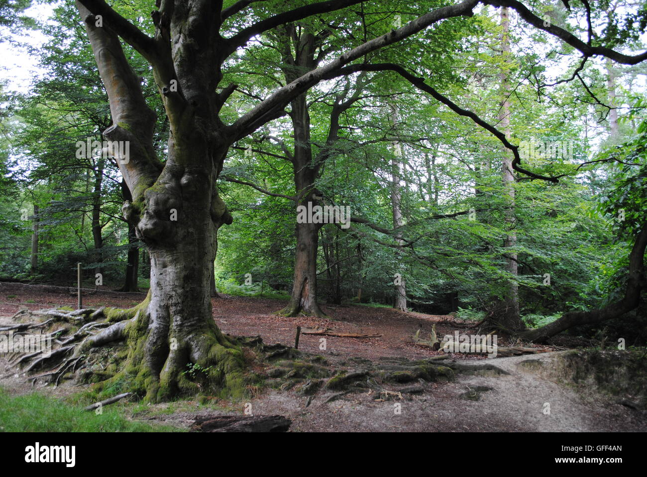 Wych Cross, Ashdown Forest, Sussex, England Stock Photo - Alamy