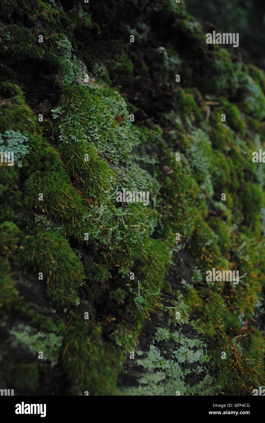 Wych cross hi-res stock photography and images - Alamy