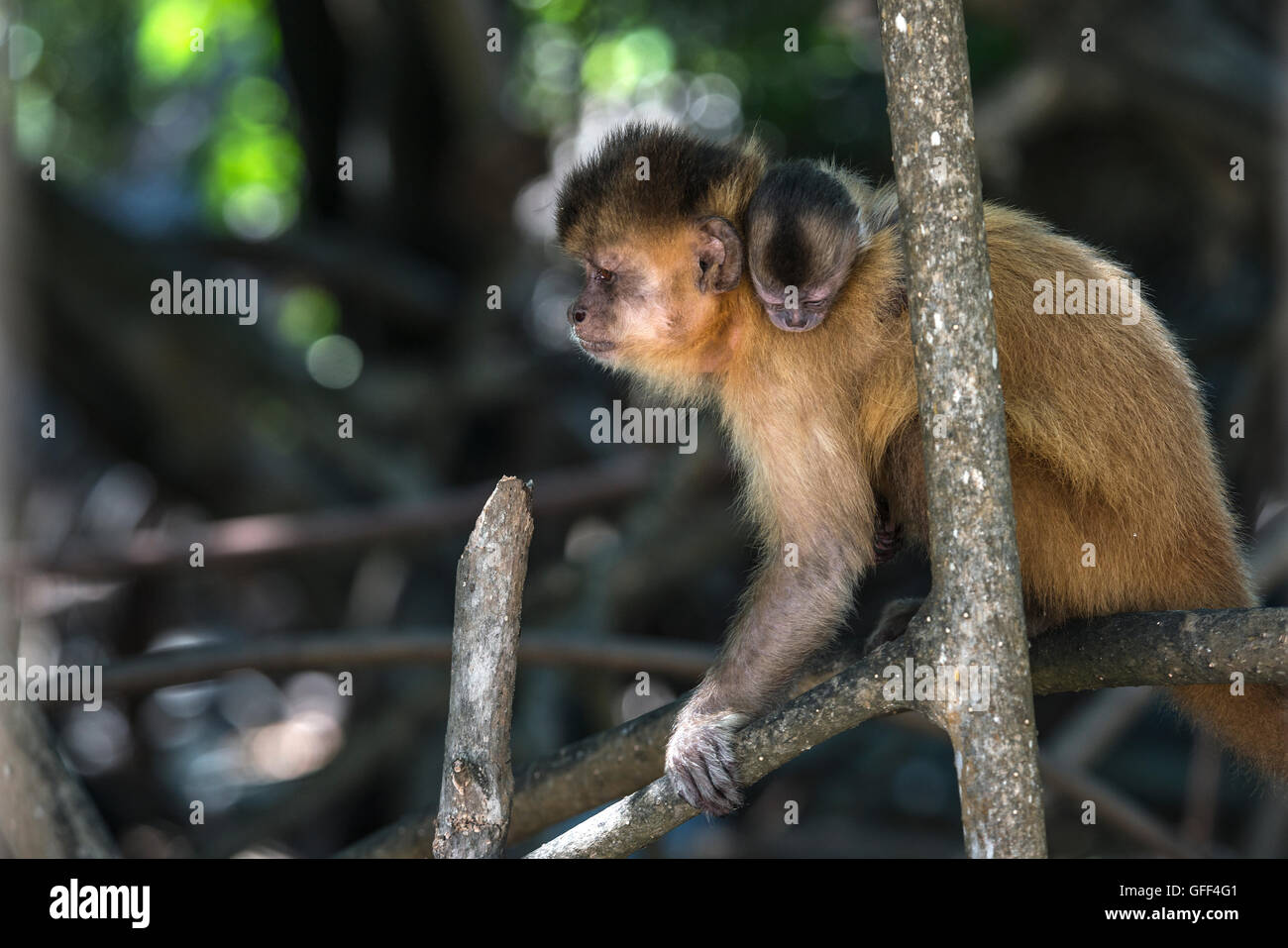Female capuchin monkey with a baby on her back, Atins, Maranhao state ...